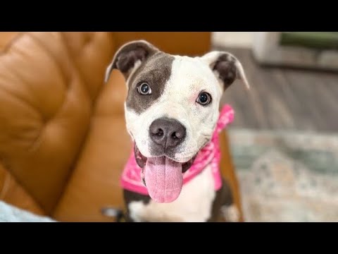 Dog for adoption - Leila Little ittie-bittie pitty and all cutie, a Pit ...