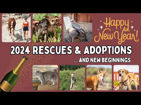 Incredible 2024 Animal Rescues & Adoptions: A Year of Hope!