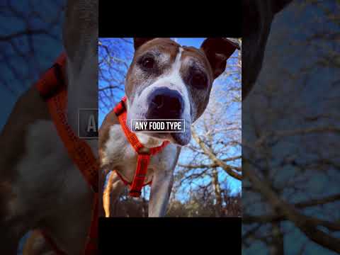 3 Foraging Games You Can Play With Your Dog RIGHT NOW! | AniEd Ireland