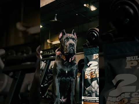 Start your pup off right with Bully Max Dog Food #bullymax #canecorso #canecorsopuppy #mastiff