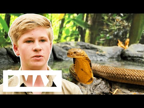 Robert Irwin Captures Worlds Most Venomous Snake For A Health Check | Crikey! It's The Irwins