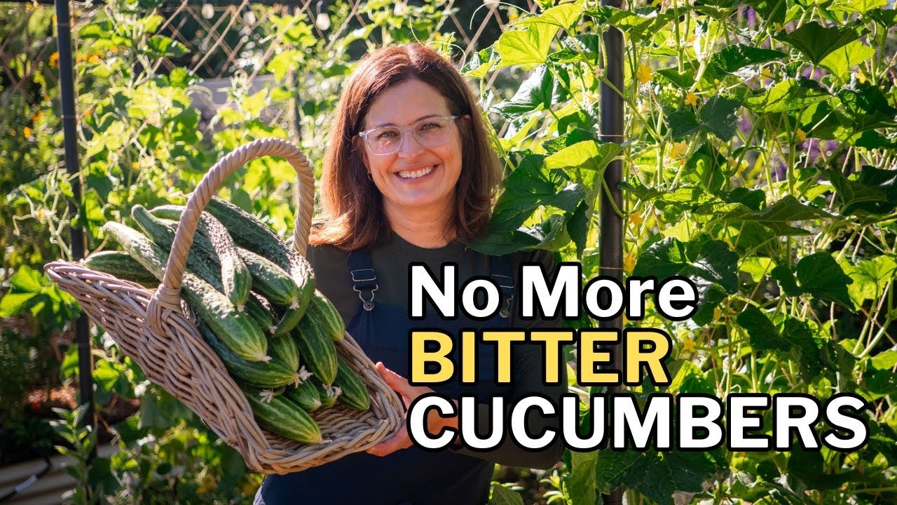 CUCUMBER GROWING TIPS for Hot, Dry Climates
