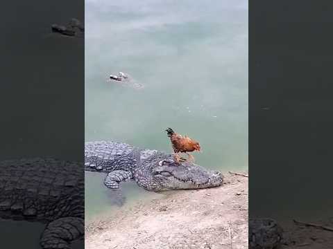 Cocodrilo #cocodrilo #chicken #usa #mexico #viral #animals #music