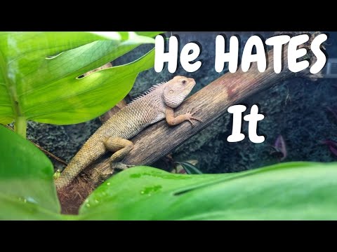 Will Our Reptile Rescue Like His New Huge Bioactive Setup? Lets Find Out
