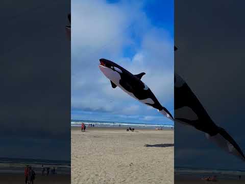 The Orca #shorts #2022 #travel