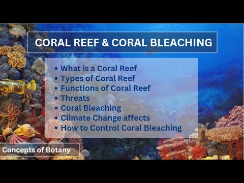 Coral Reef and Coral Bleaching| How Coral Reef are Formed, Types, Functions, Threats| Hindi/ Urdu