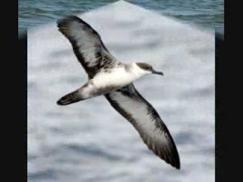 Icarus - Paul Winter