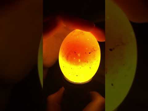 Day 3 Candling Duck Egg