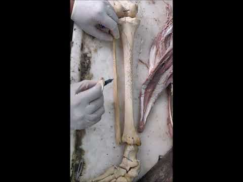 Back of leg