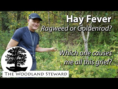 Hay Fever. Is it caused by Goldenrod or Ragweed? What's the difference?