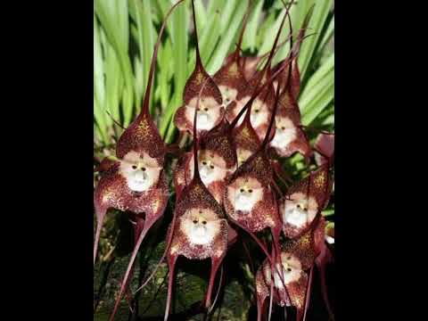 Monkey orchids | #shorts #monkey #flowers