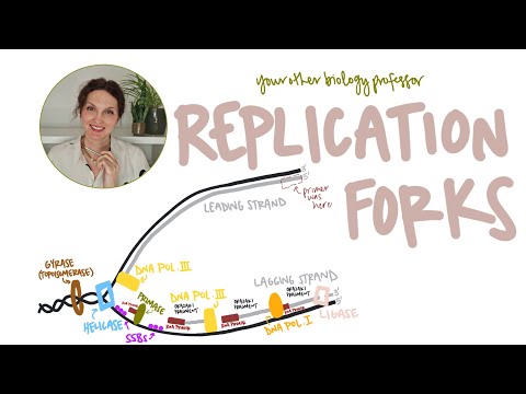 Label a DNA Replication Fork: A Guide to the Proteins and DNA Strands