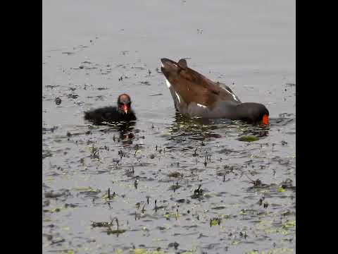 Moorhens Feeding Their Chicks | Eurasian Moorhen