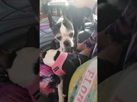 Sign of A Brain Tumor in Dogs/Pacing #bostonterrier #rainbowbridge #JerzieGirlMyLove