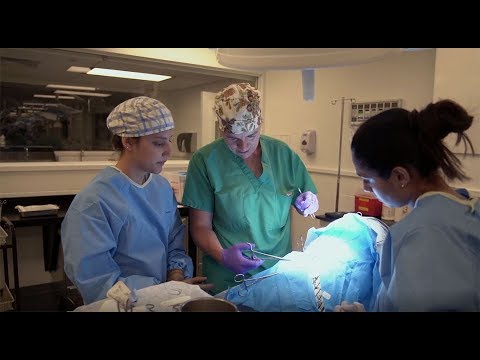 SynDaver Surgical Lab at the 2019 New York State Veterinary Conference