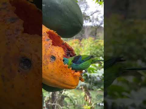 Green Headed Tanager #bird #birdworld #animals #nature #birdlives #waterfeature #indiancities