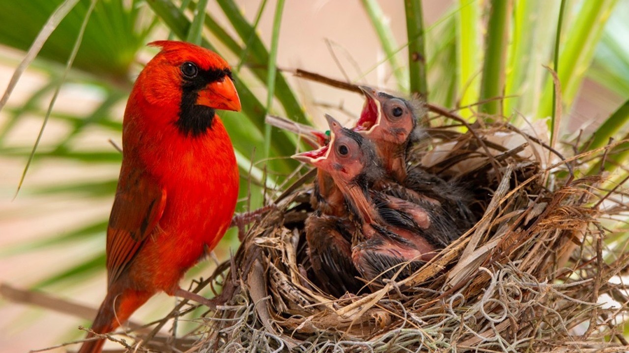 Tiny Bird, Deadly World: Northern Cardinal Full Life Cycle