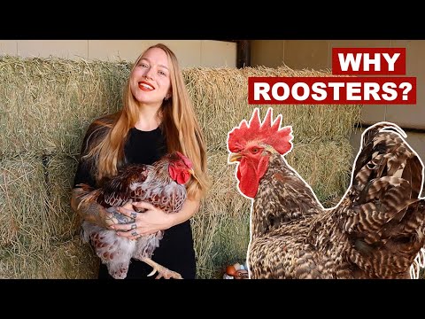 Reasons to Have a Rooster in your Flock π