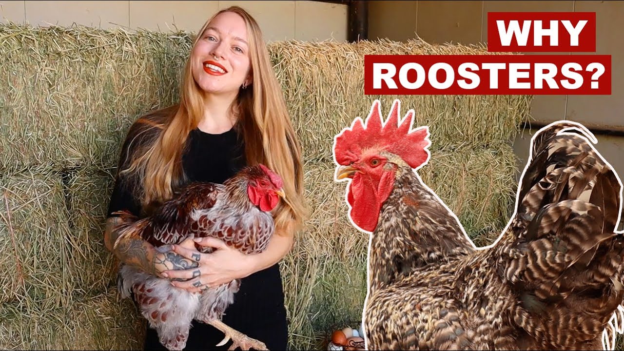 Reasons to Have a Rooster in your Flock 🐓