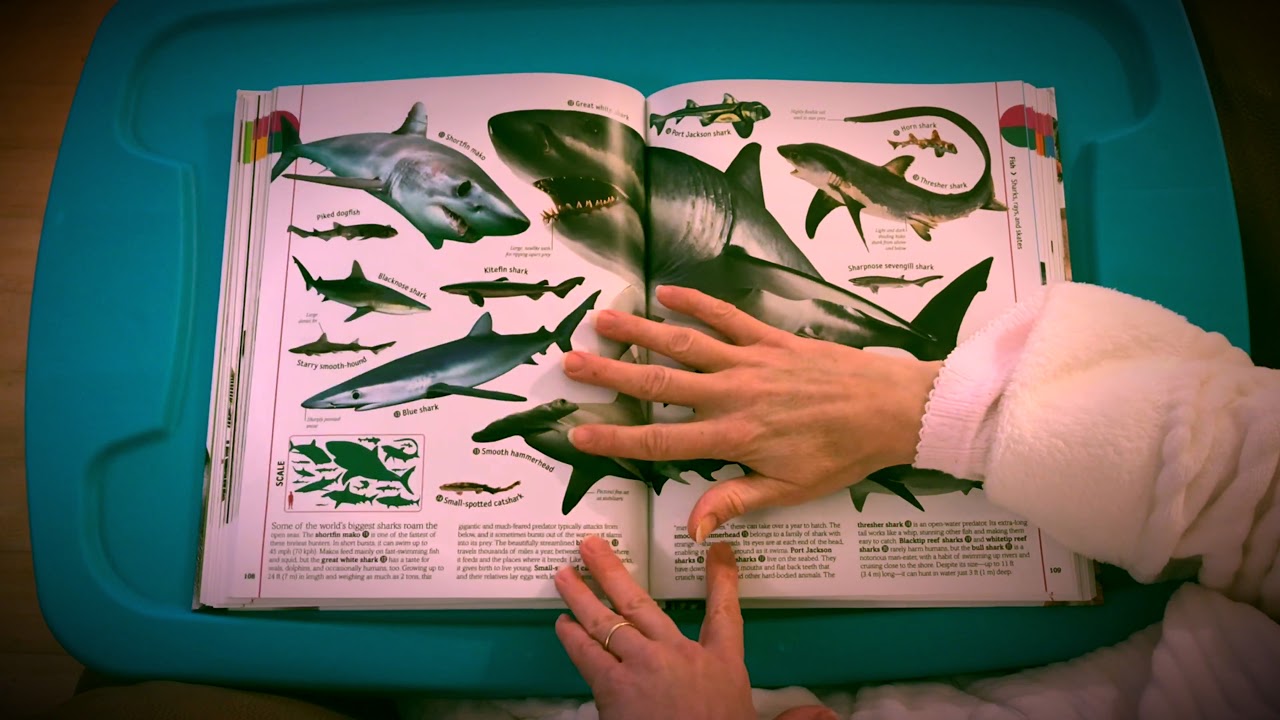 DK Smithsonian - The Animal Book - Review