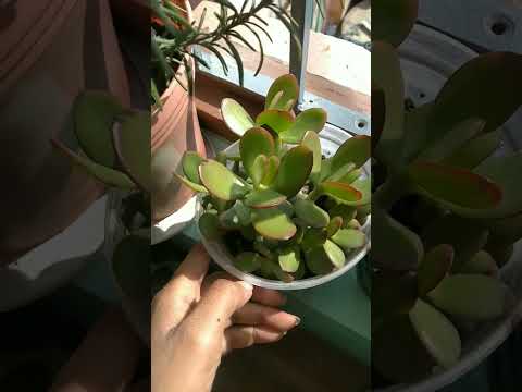 #leafpropagation #jade #reuseplastic