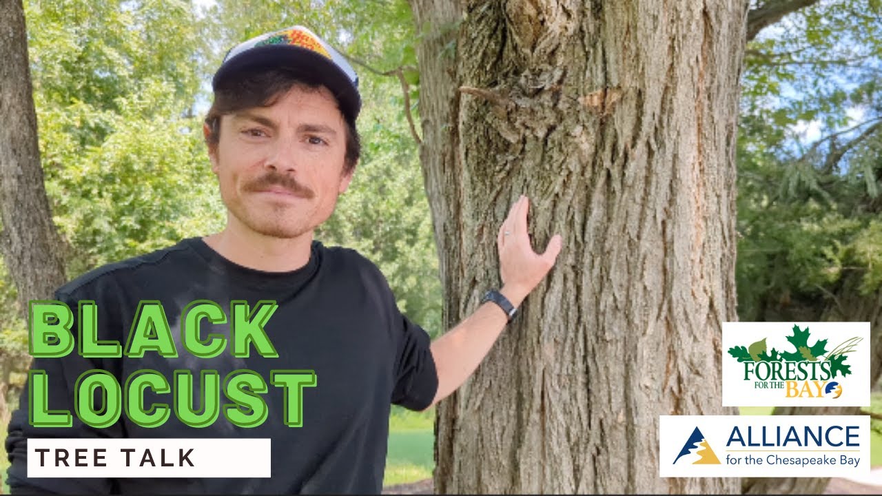 Tree Talk: Black Locust