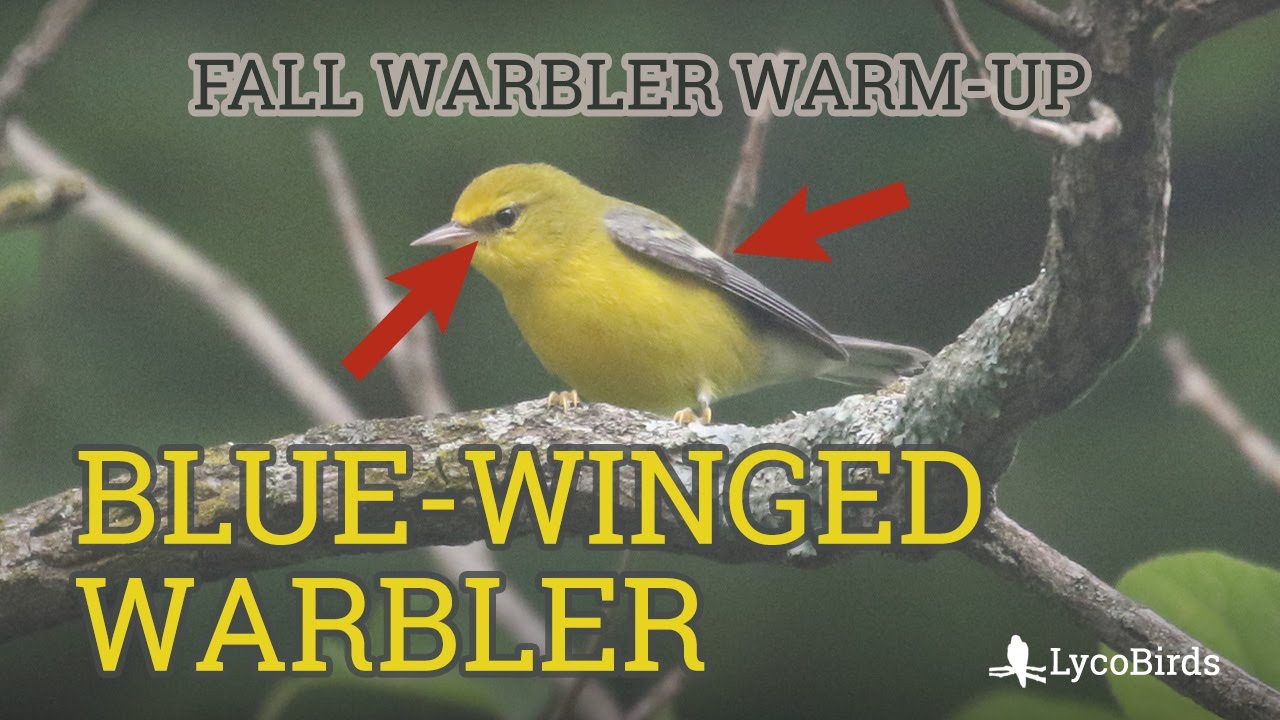Blue-winged Warbler Identification | Fall Warbler Warm-up