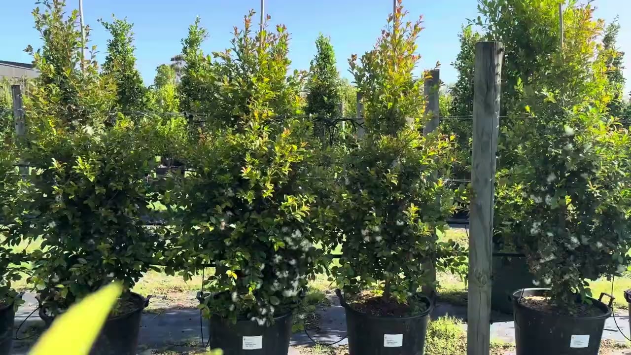 Backyard Bliss Lilly Pilly 70L