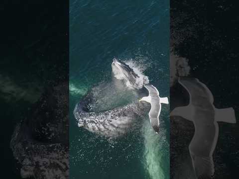 Humpback Whale DEVOURS millions of krill in one bite! Slow motion! #whale #mindblowing