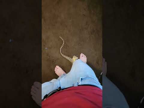 Monitor lizard knows his name and climbs my leg! #monitorlizard #raptor #lizard #gecko #komodo