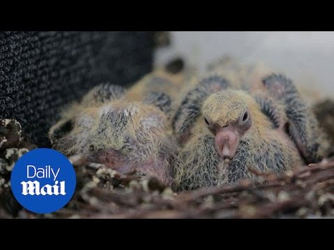 Baby pigeons set up nest in STAIRWELL of Bristol flats - Daily Mail