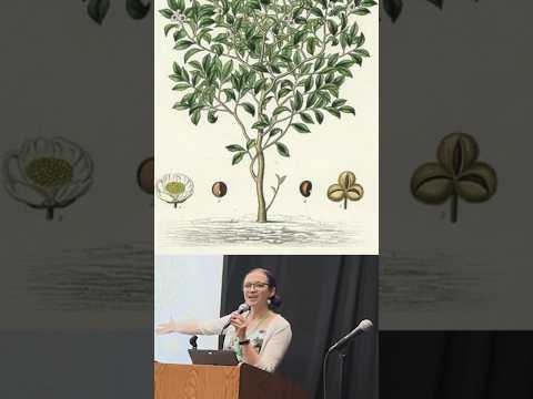 Camellia Sinensis: Who Is She?