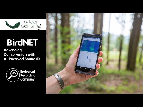 BirdNET: Advancing Conservation with AI Powered Sound ID