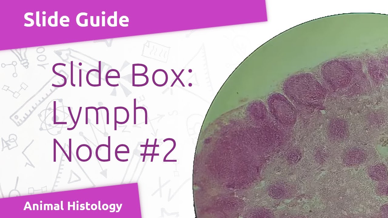 Virtual Slide: Lymphatic Organs - Lymph Node 2