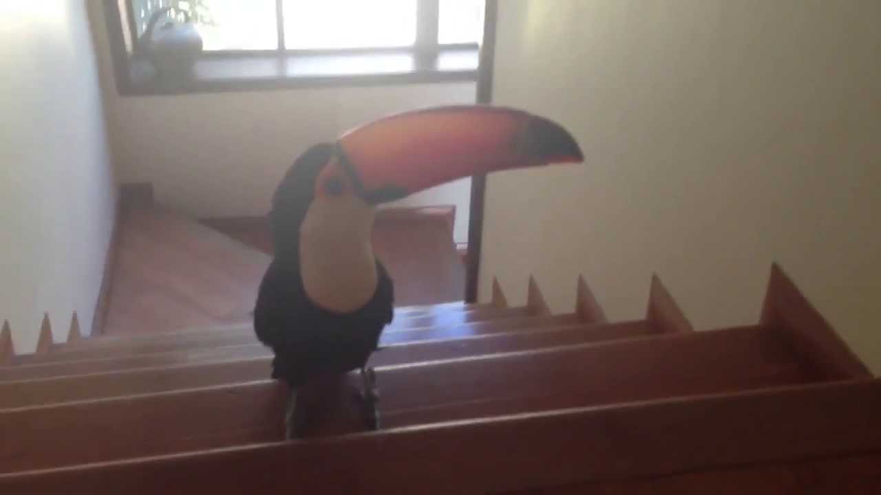 Toucan Hops up Stairs