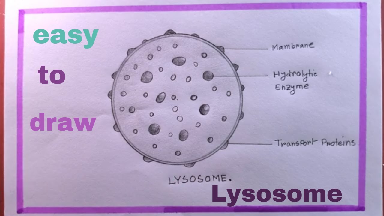 how to draw lysosome easy/lysosome diagram/lysosome drawing