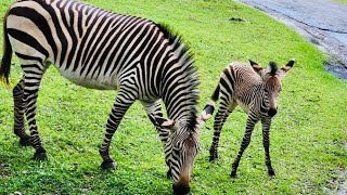 Zebra Disney Safari Watch HD Mp4 Video Download Free