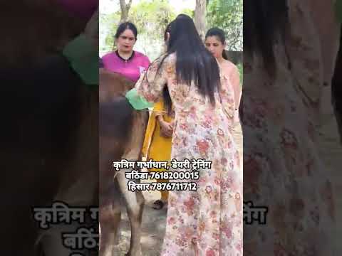artificial insemination in cattle |step by step Al process explained #youtube#cow#love#explore