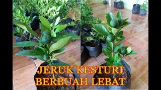 potfuzziblog: Cara Menanam Jeruk Nipis Dalam Pot