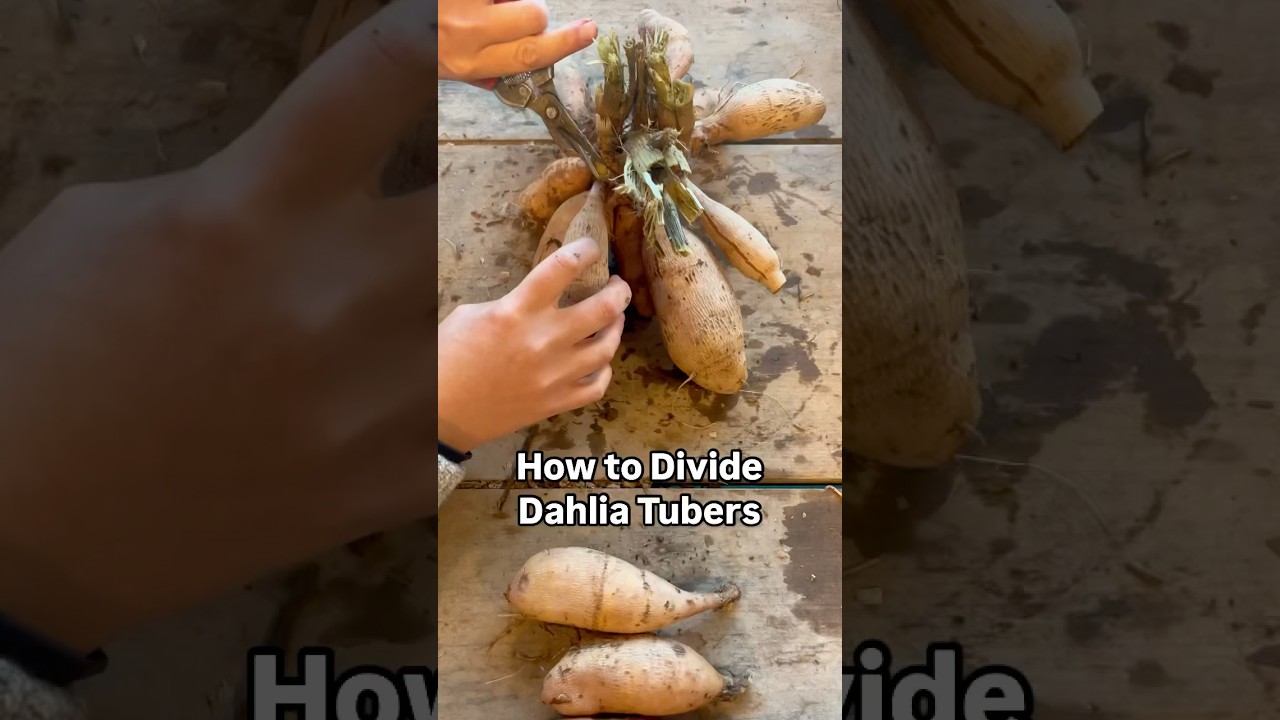 How to Divide Dahlia Tubers #dahlias #howto #garden #flowers #farming #diy