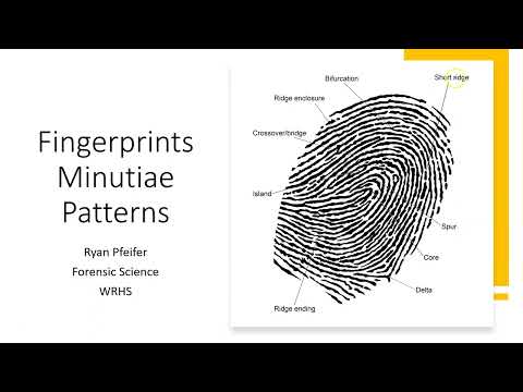 Fingerprint Minutiae Patterns