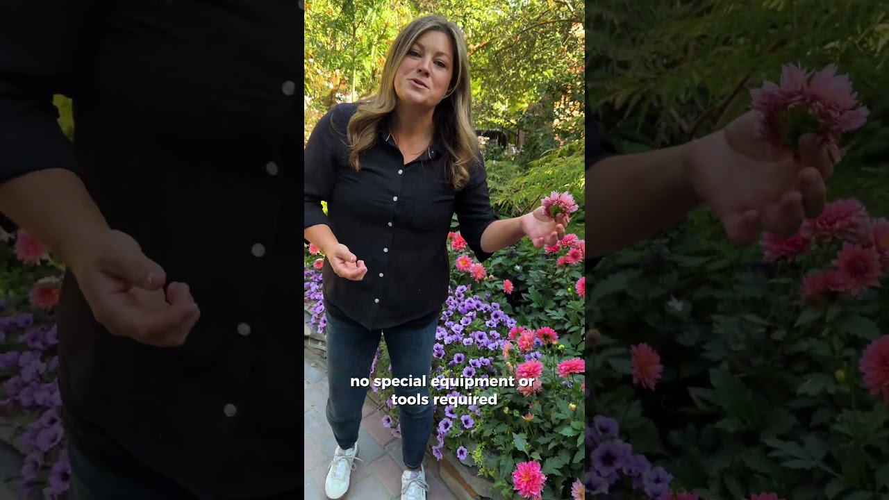 I love these dahlias! 💜  #garden #gardening #dahlias