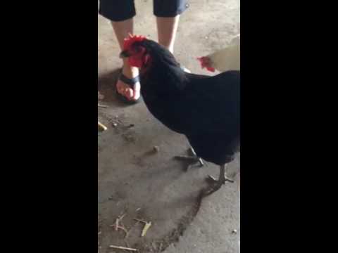 Hen Limping--Bruised Foot? | BackYard Chickens - Learn How to Raise ...