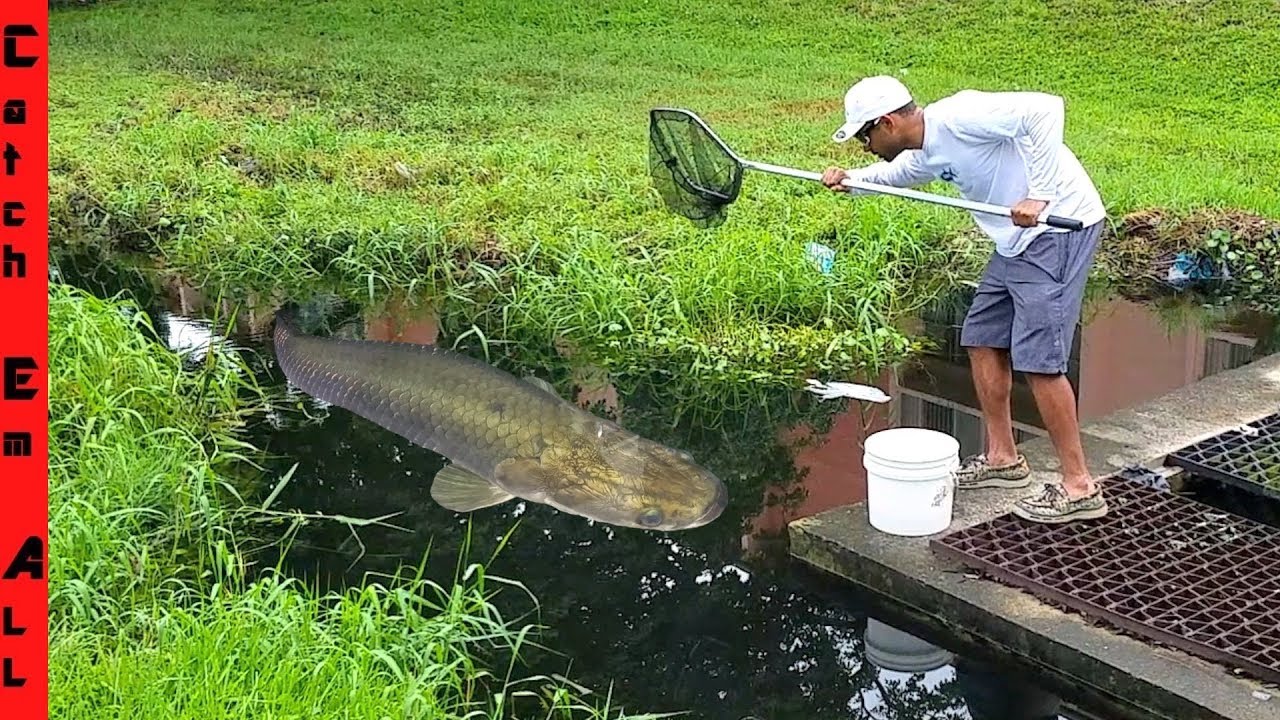 SAVING TRAPPED FISH and TURTLES in DRYING PUDDLE!