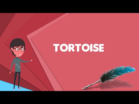 What is Tortoise? Explain Tortoise, Define Tortoise, Meaning of Tortoise
