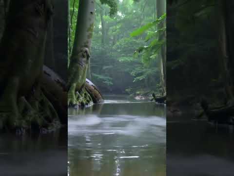 Massive Anaconda Spotted in Amazon Lake! π±π | Real Jungle Encounter