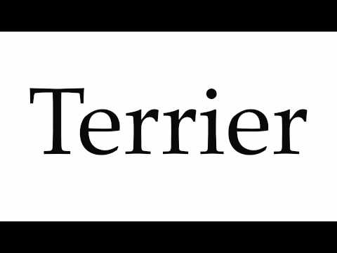 How to Pronounce Terrier