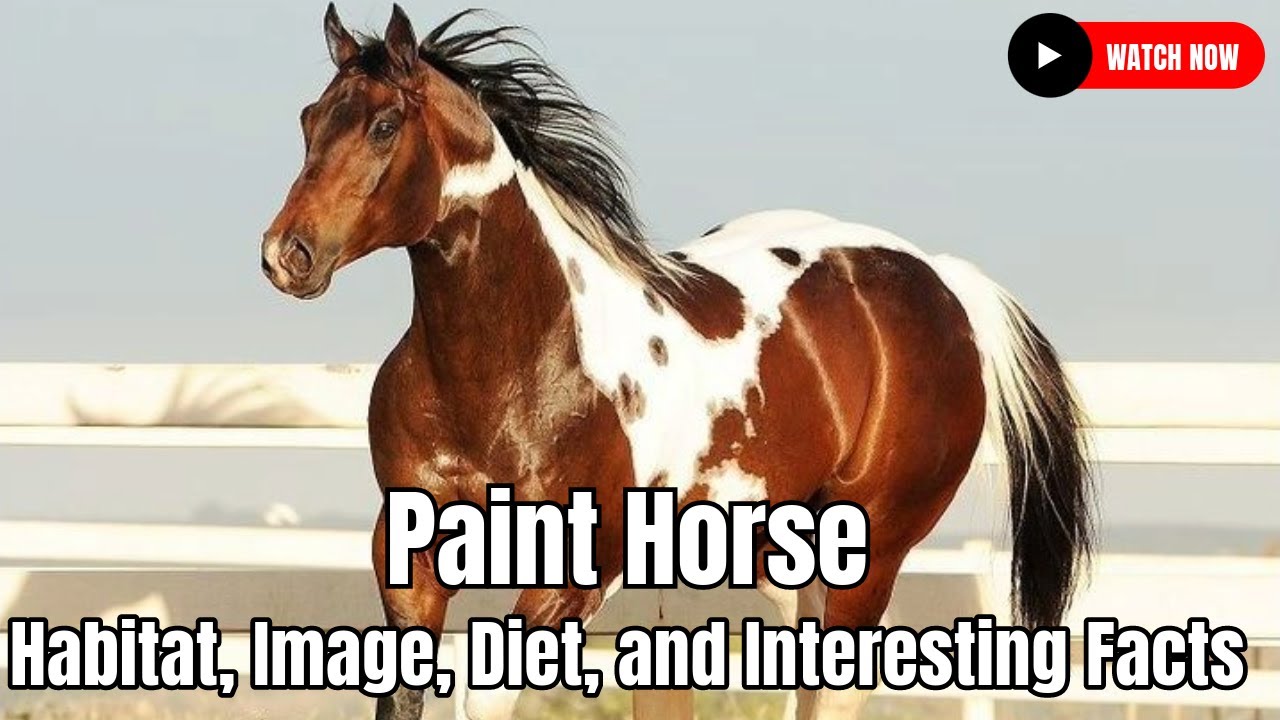 Paint Horse - Habitat, Image, Diet, and Interesting Facts Part 2