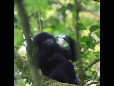 baby gorilla practicing his chest beats π¦l #gorilla #kingkong #memes l