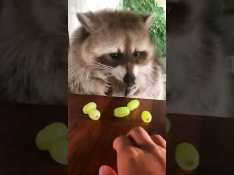Raccoon vs Grapes